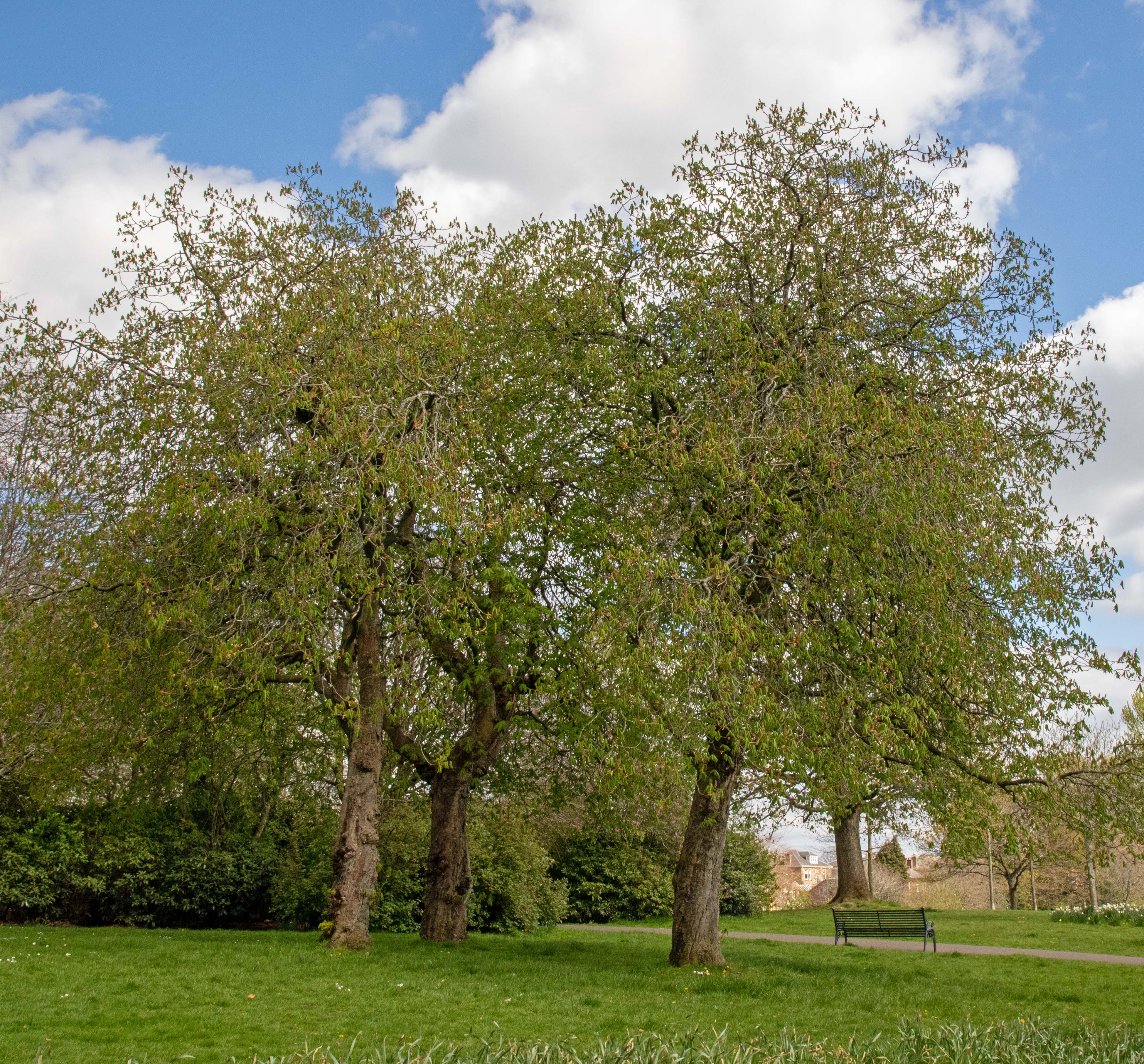 Park Trees Leaves Philips Park Tree Trail | The Wildlife Trust For