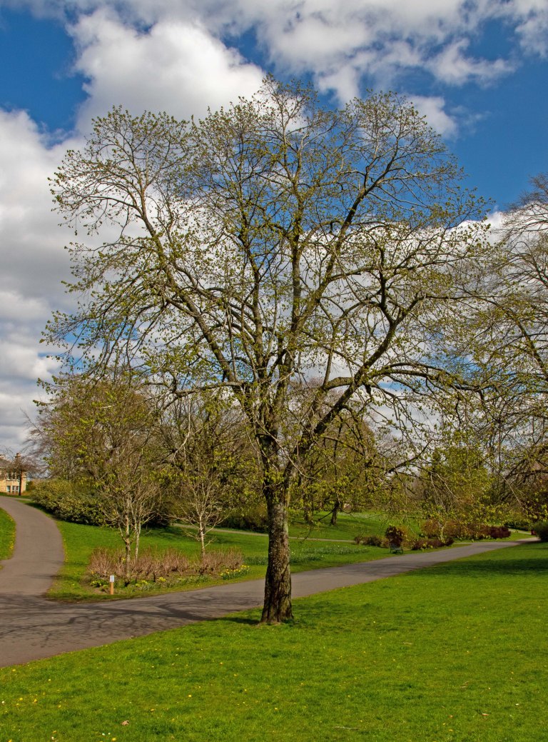 Guide to the Trees of Newlands Park – Friends of Newlands Park