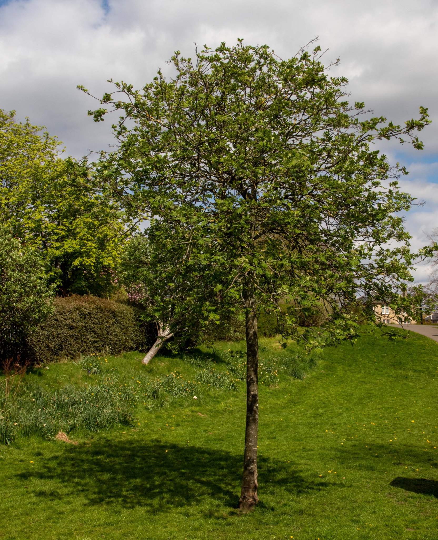 Guide to the Trees of Newlands Park – Friends of Newlands Park
