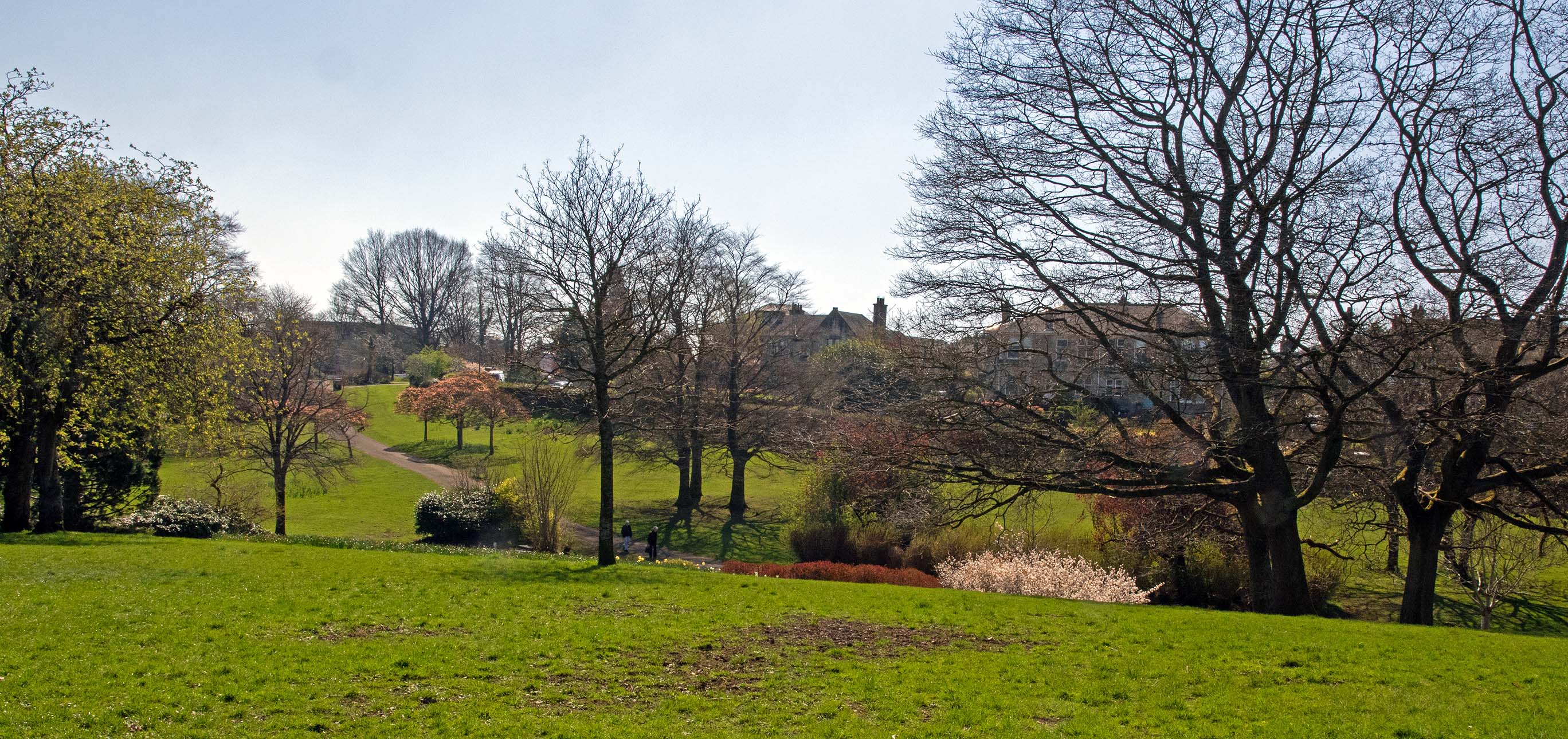 Guide to the Trees of Newlands Park – Friends of Newlands Park