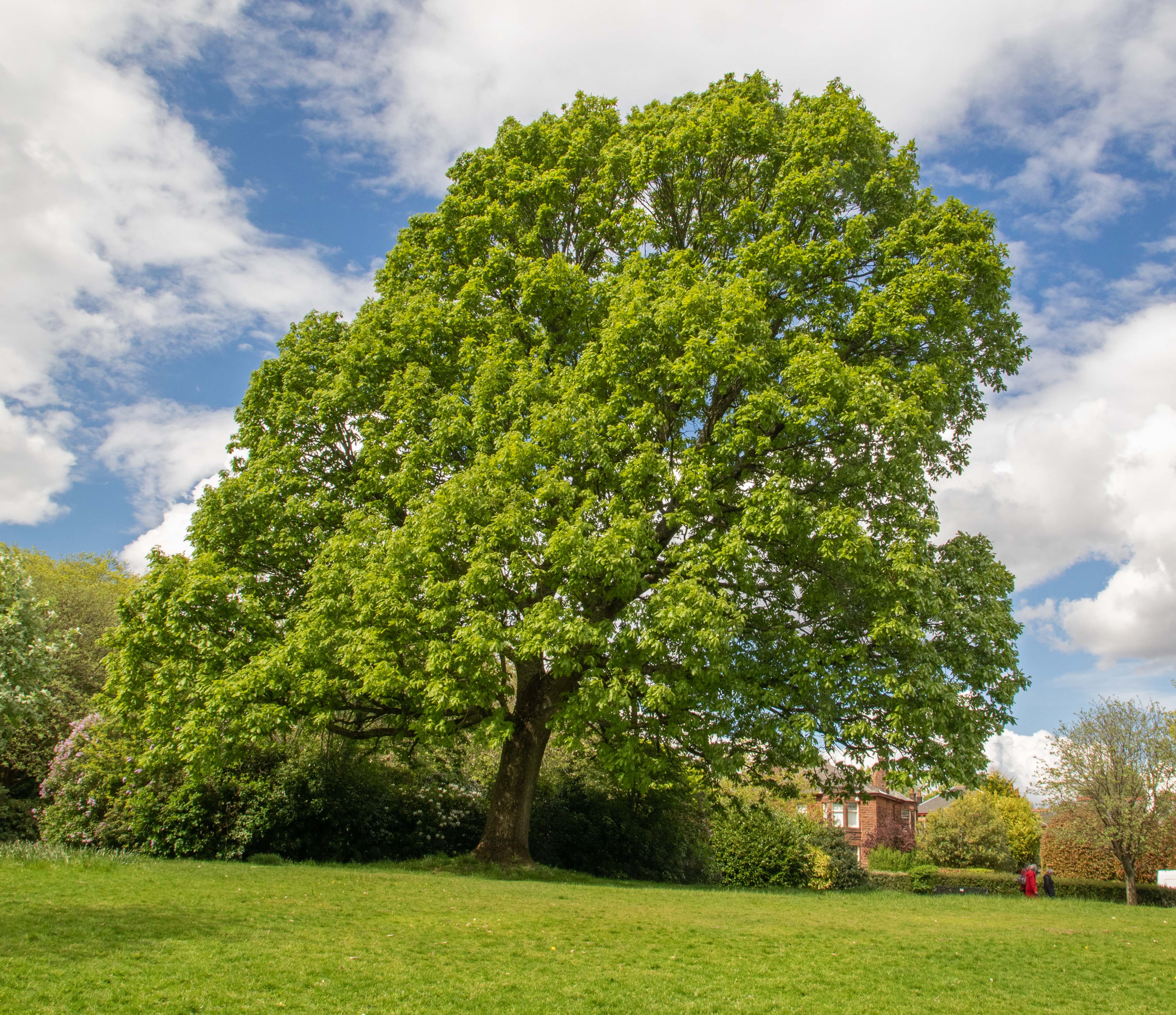 Park Trees Leaves Philips Park Tree Trail | The Wildlife Trust For